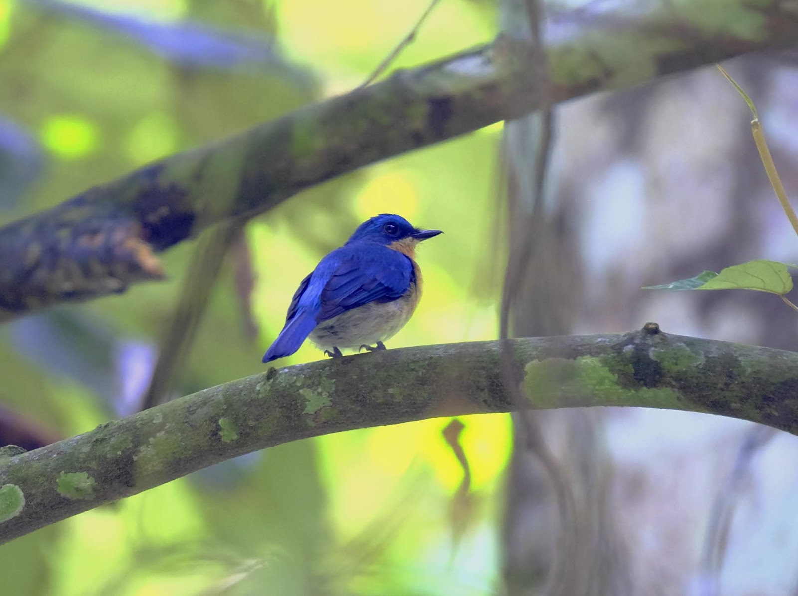 Mike is the name Birding is the game ( Birding in Malaysia - Malaysian ...