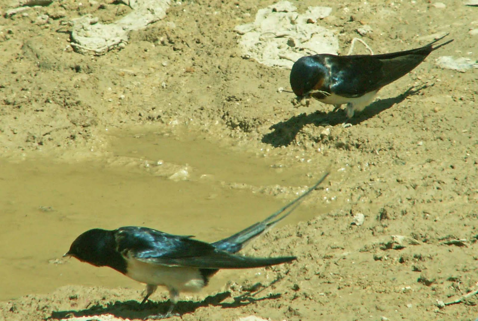 Adopta una Charca: Aves en las charcas