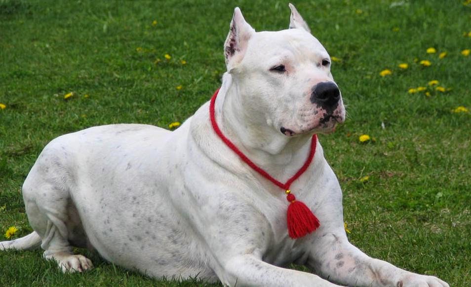 dogo argentino | mascotas