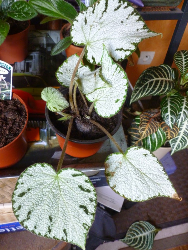 Rue Didelot: Begonia 'Silver Jewel'
