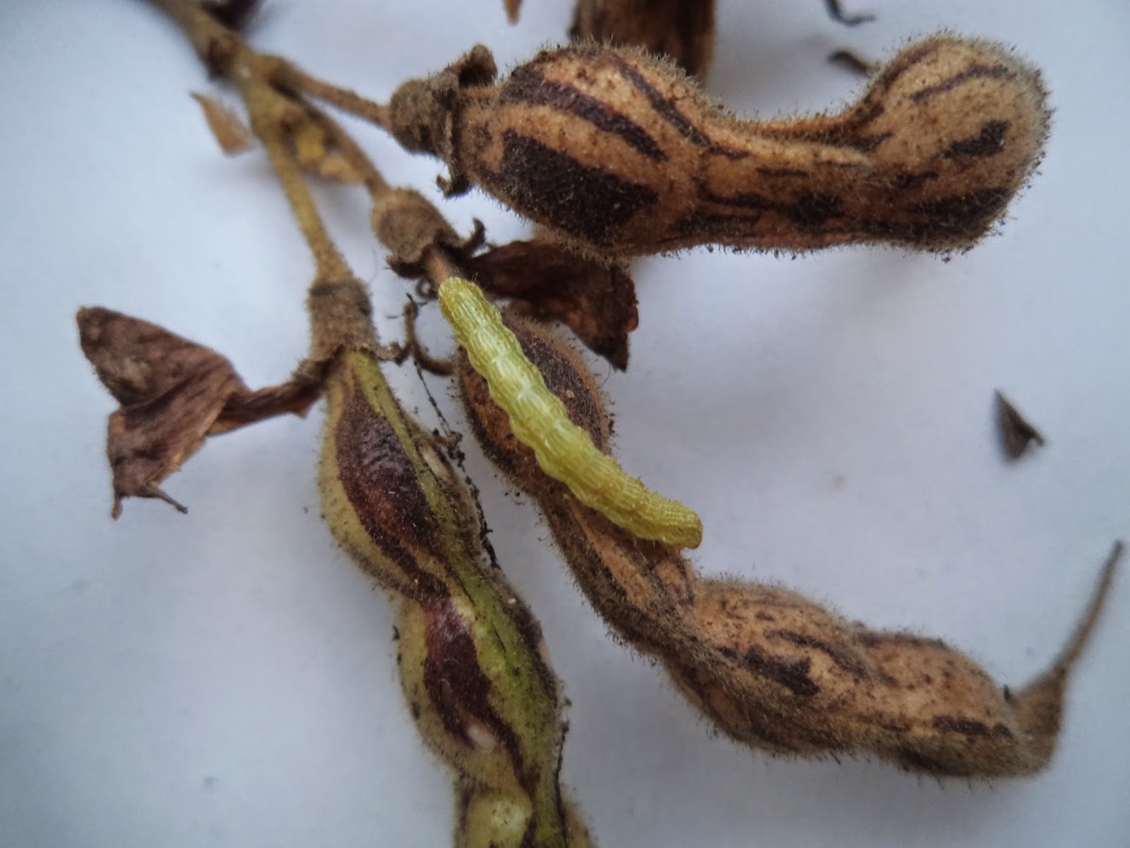 Its Sandy's World...: Some real field photos of Insect Pests of Pigeon ...