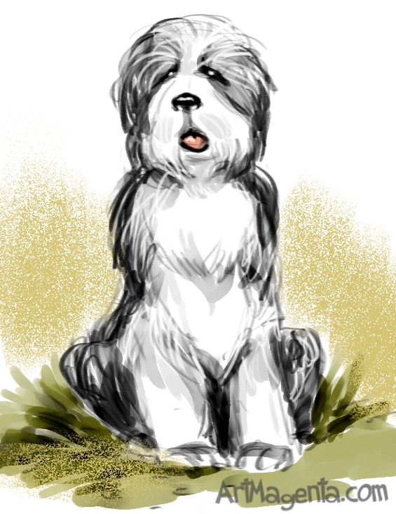 Sketchbook: Bearded Collie