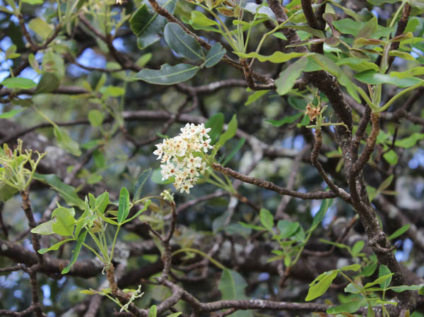 Toowoomba Plants: Crows Ash in Flower