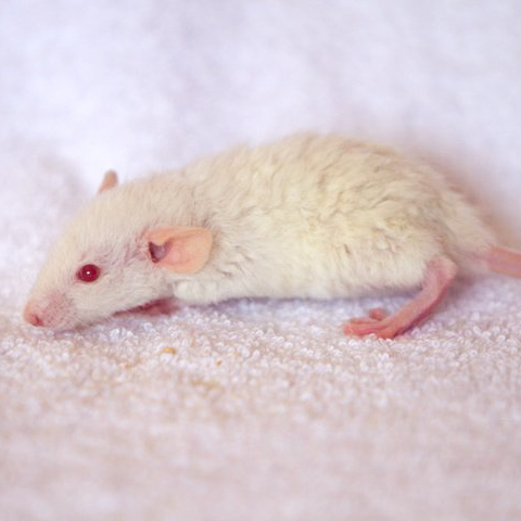 Rats From Mars Fancy Rat Rattery Phoenix Arizona Harley Dumbo Rats