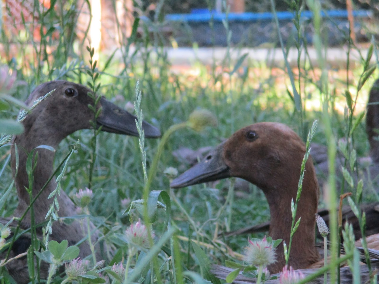 triangle: magnificent creatures roam