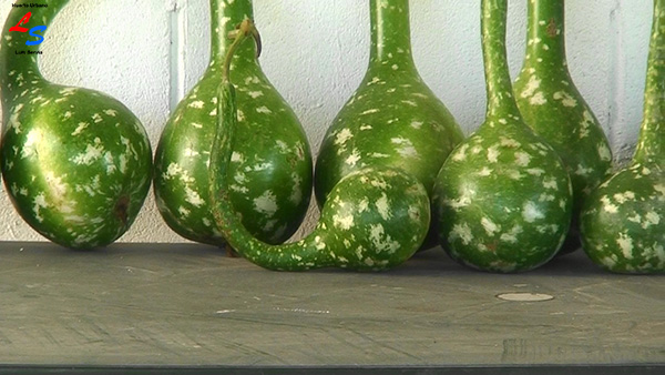 Huerto Urbano Luis Servia Borgas: RECOLECCIÓN CALABAZAS DEL PEREGRINO ...