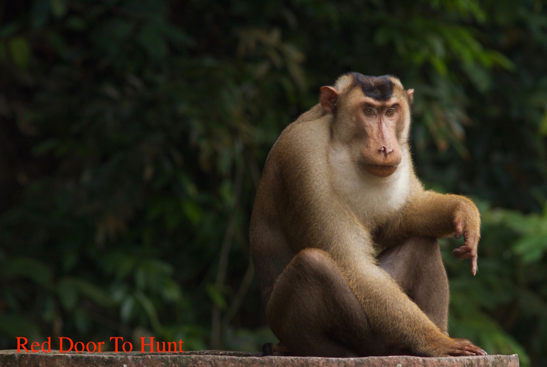 RED Door To Hunt: Beruk Kentoi~Macaca arctoides~Stump tailed Macaque