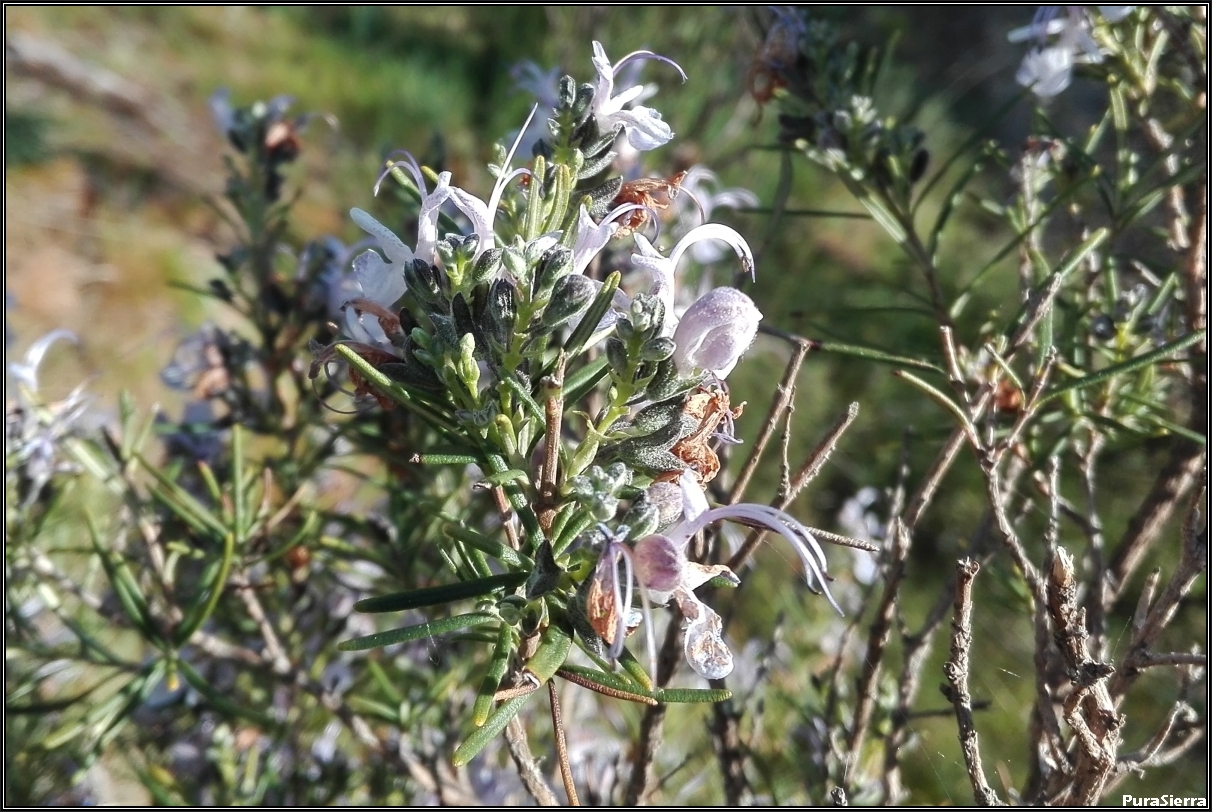 PuraSierra: Herbología serrana: El imprescindible romero. Usos y toponimia