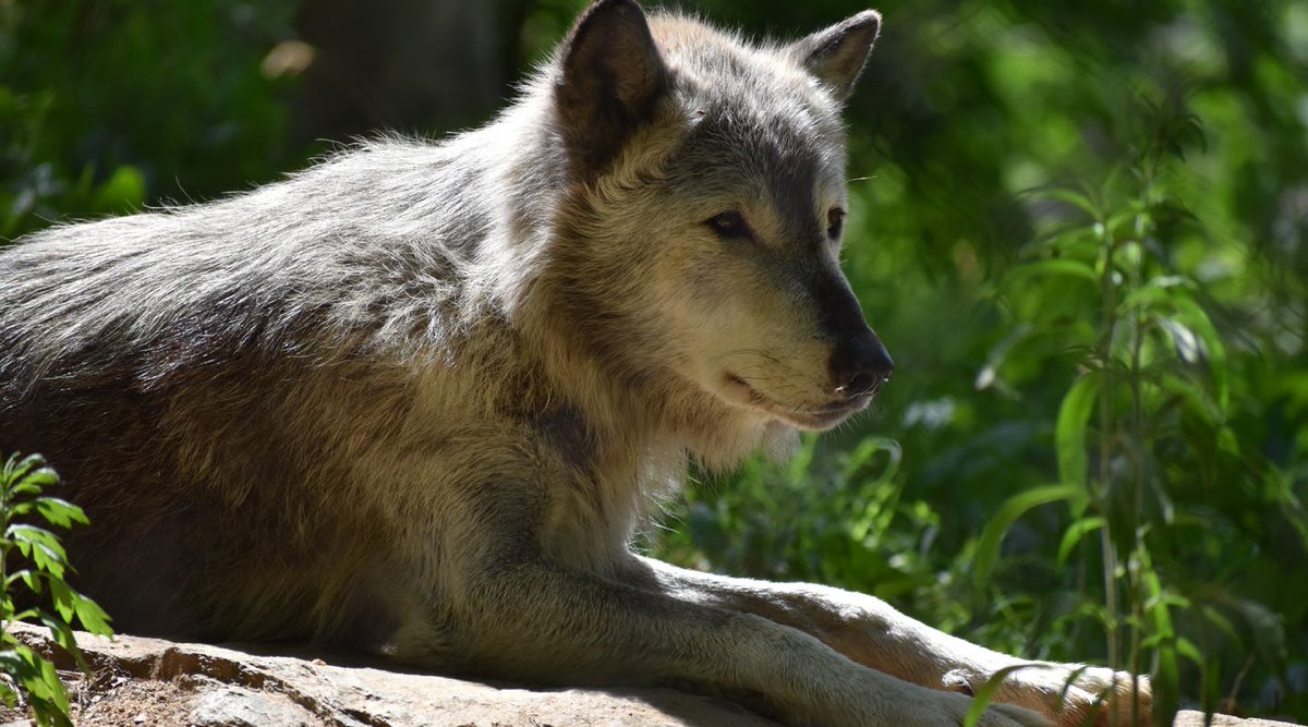 White Wolf : The Leonardo DiCaprio Foundation stands up to protect ...