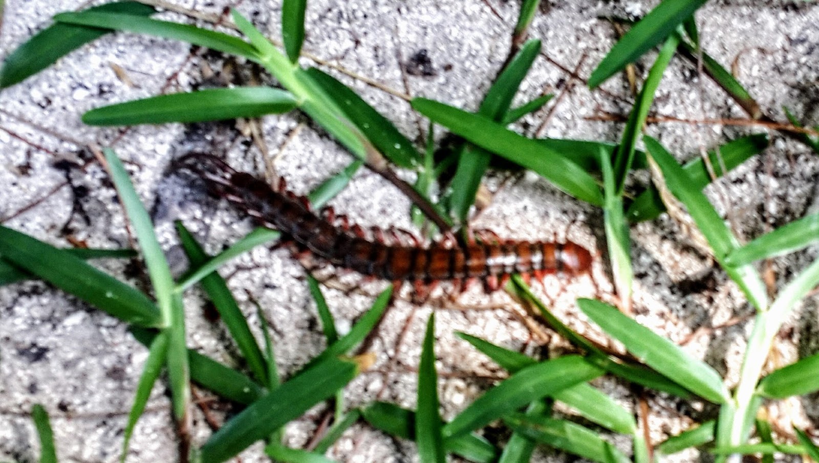 Chrismate: PART 4 - WILDLIFE OF THE SEYCHELLES ISLANDS: a few more shots.