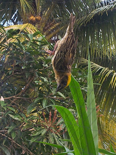 FAIZ FARM: Burung Tempua