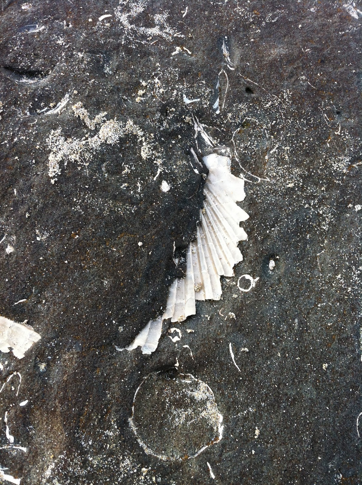 Everything Coastal: Beach Fossils on a Winter Coast