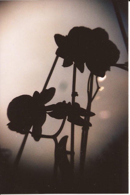 Dhphoto: Recesky DIY TLR Camera vs Gakkenflex vs Blackbird Fly