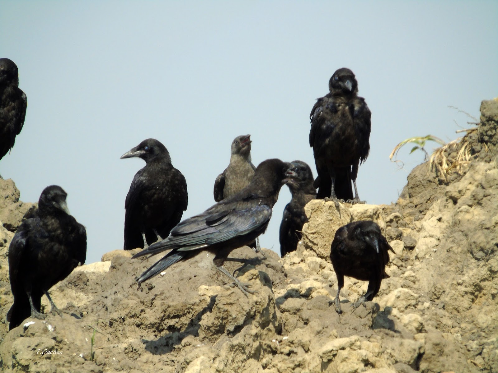 PASARI DIN ROMANIA: CIOARA DE SEMANATURA, Corvus frugilegus
