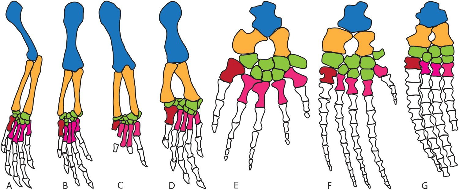 Species New to Science: [Paleontology • 2019] Portunatasaurus ...