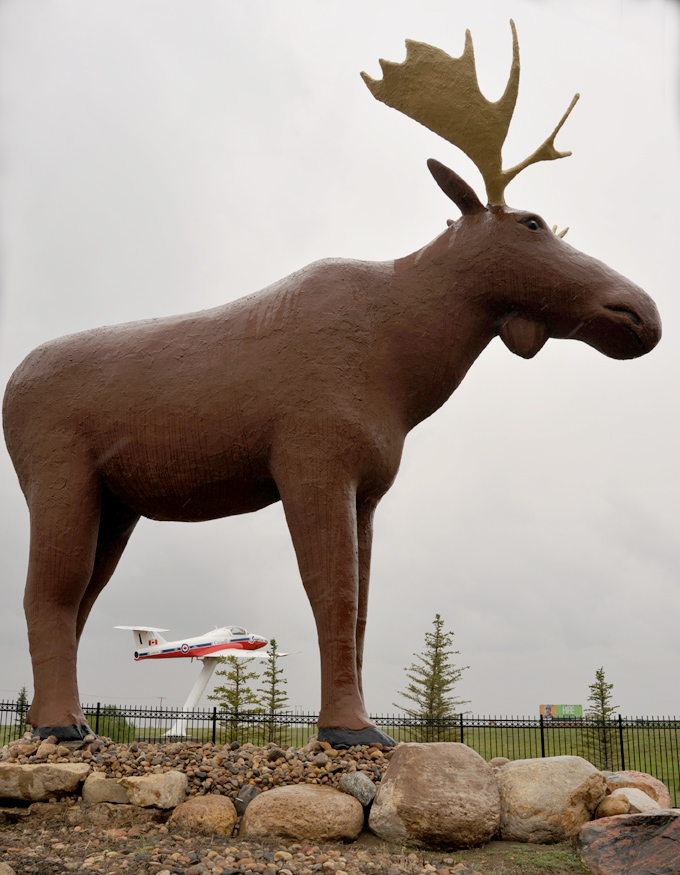 OMOREAN PHOTOGRAPHY: Big Moose and Snow Bird - Moose Jaw Saskatchewan