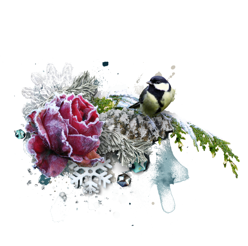 ForgetMeNot: cluster winter