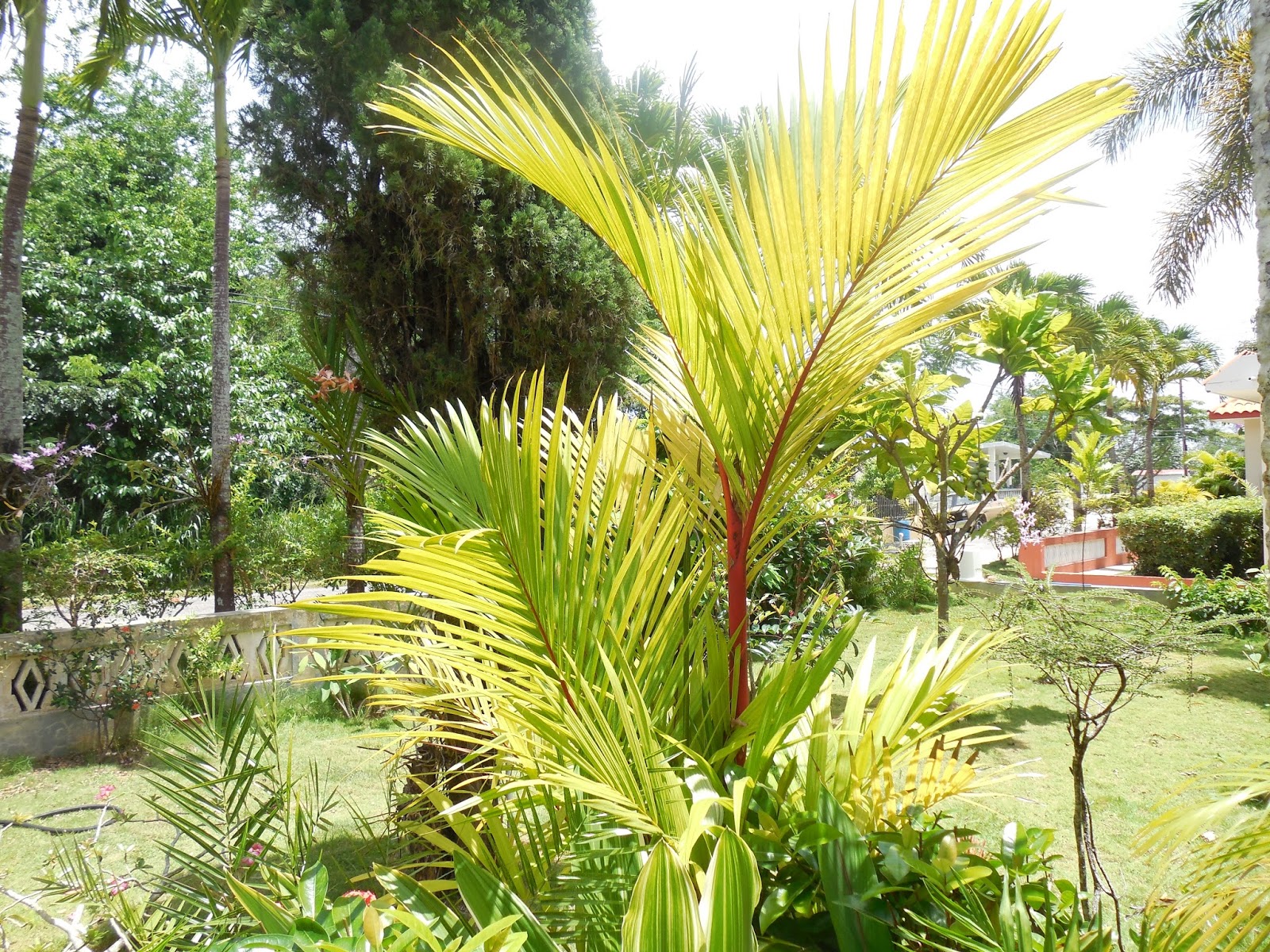 Flora de Puerto Rico Ilustrada Papo Vives: ARECACEAE- CYRTOSTACHYS ...