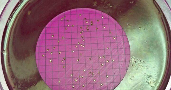 Membrane Filter Technique | Membrane Filtration Method (Microbes ...