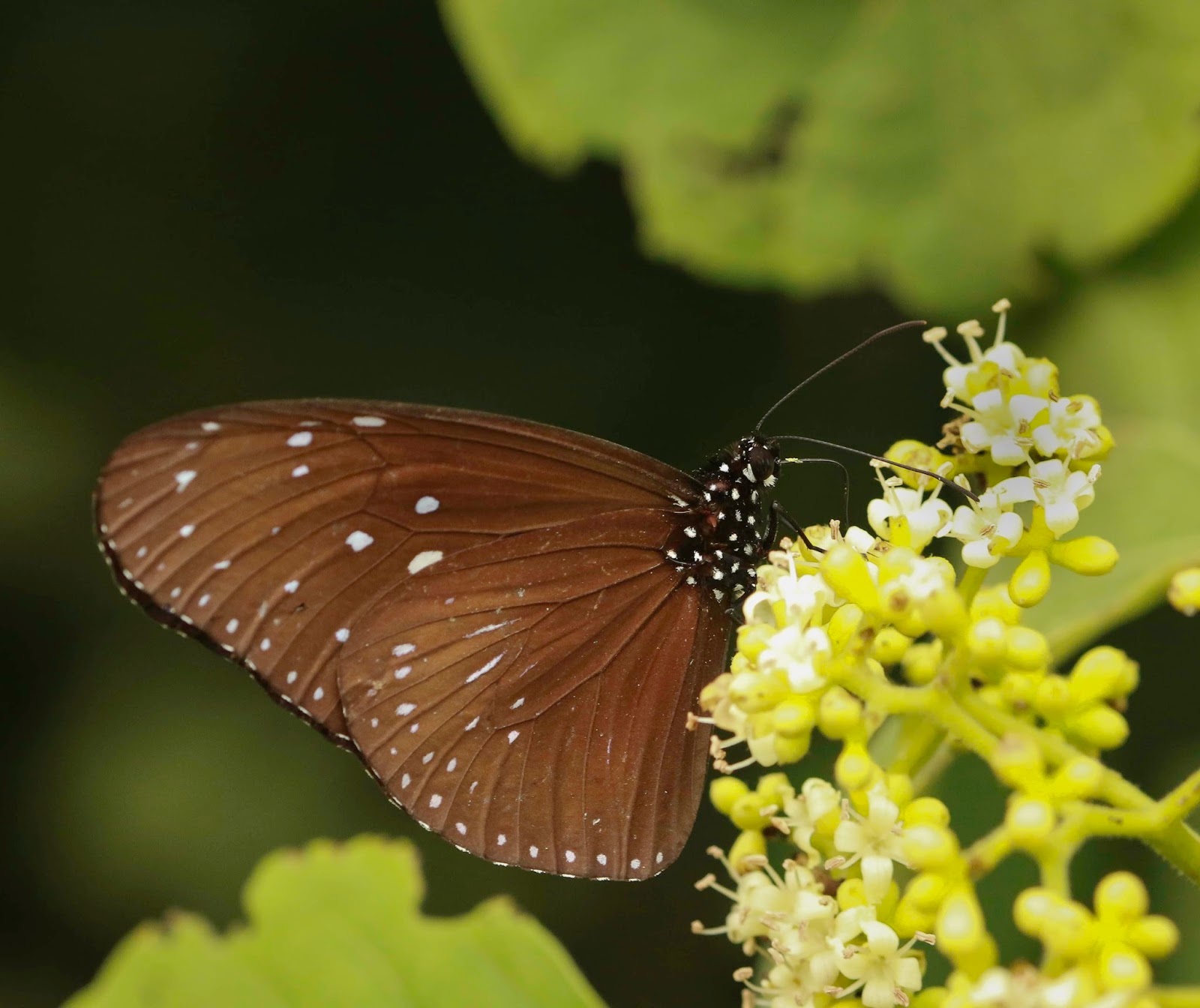 Butterflies of Vietnam: 252. Euploea mulciber mulciber (The Striped ...