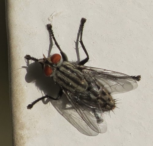 La madre de las moscas