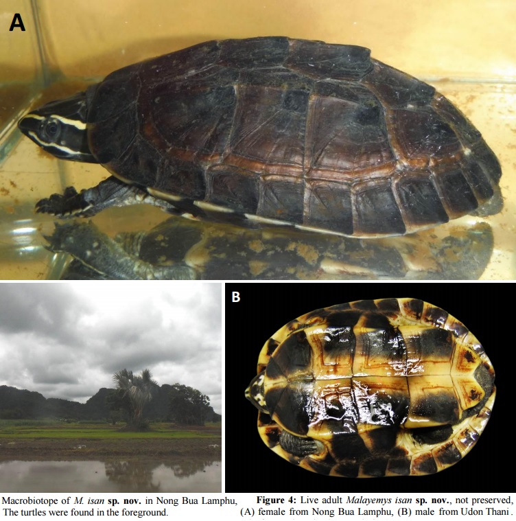 Species New to Science: [Herpetology • 2016] Malayemys isan | เต่านา ...