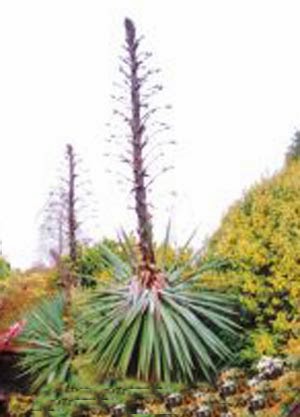 arbustosensevilla-encinarosa: Fúrcrea / Furcraea selloa / Falso ágave ...