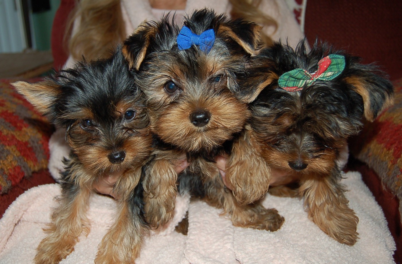 The Heavenly Yorkies: 12 Weeks Old Christmas Yorkies
