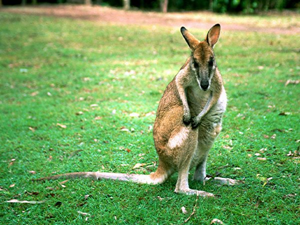 World All Animals: Wallaby Profile