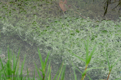 Nature photos from an Amateur Naturalist: Fir of Hotova-Dangell ...