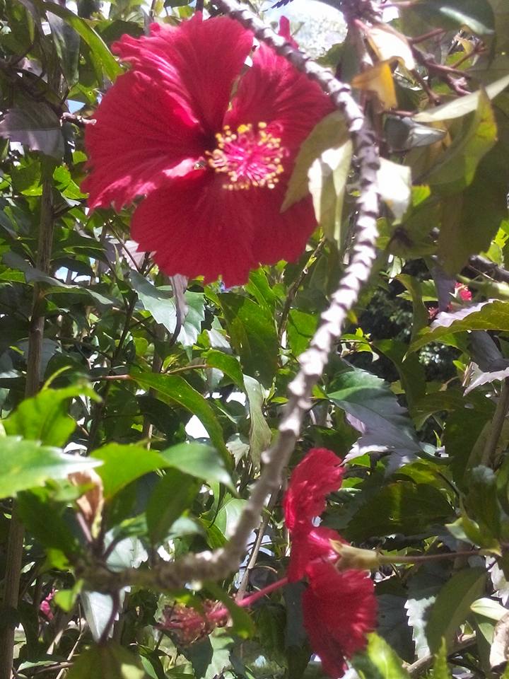 Poesía Rafael Deliso: Las cayenas de mi tierra. (frente al liceo)