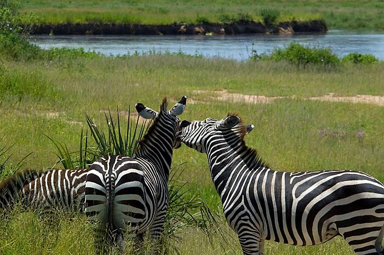 ASILI ASILIA: TOURISM AND CULTURE