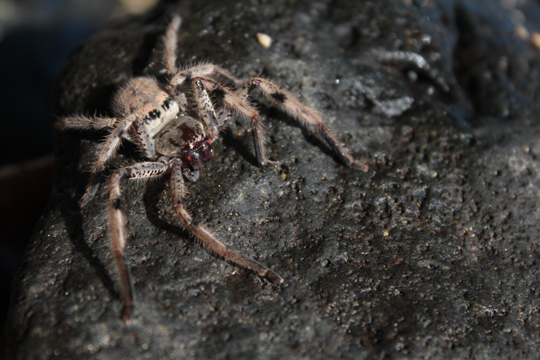 Mauritius: Wildlife - Lublyou