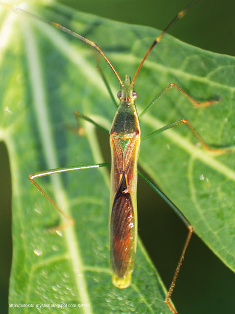 Slender Rice Bug (Leptocorisa oratorius), Sumatra Indonesia