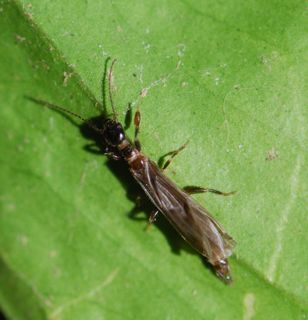 Webspinner - Insects Morphology