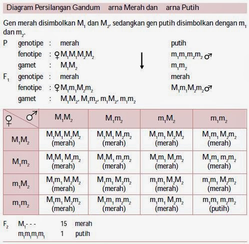 Penjelasan Tentang Penyimpangan Semu Hukum Mendel | Biologi Indonesia