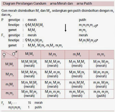 GENETIKA (PERSILANGAN) | BIOLOGYkipedia
