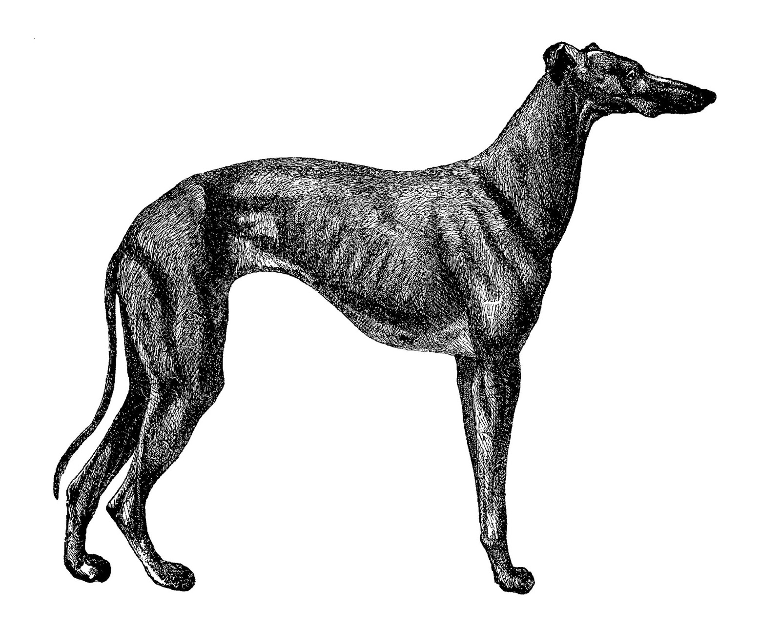 Digital Stamp Design: Free Printable Dog Breed Clip Art Greyhound Old ...