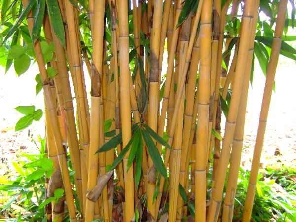 Himalayan Flower Nursery: Golden Bamboo or Phyllostachys Aurea plant