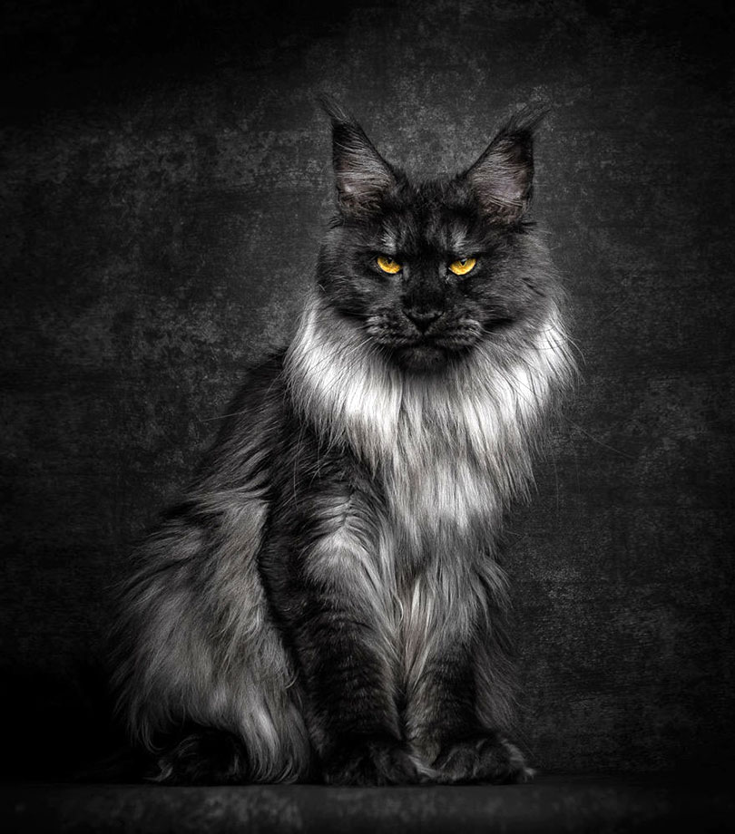 A beleza mística da raça de gatos Maine Coon | Maliária