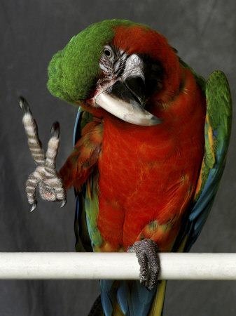Parrot Blog! : Macaw Species Info: