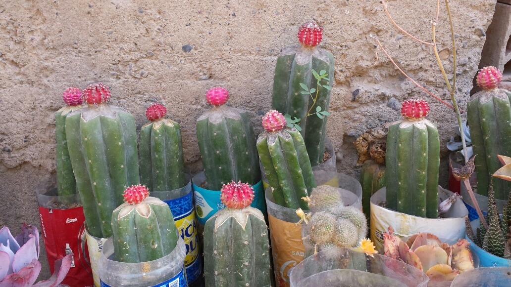 Como Hacer Un Injertó De Cactus En 5 Minutos (Injertando Cactus órgano ...
