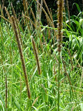 SETARIA ANCEPS ( Kazungula ) - JJS PAISAGISMO & AGROPECUARIA