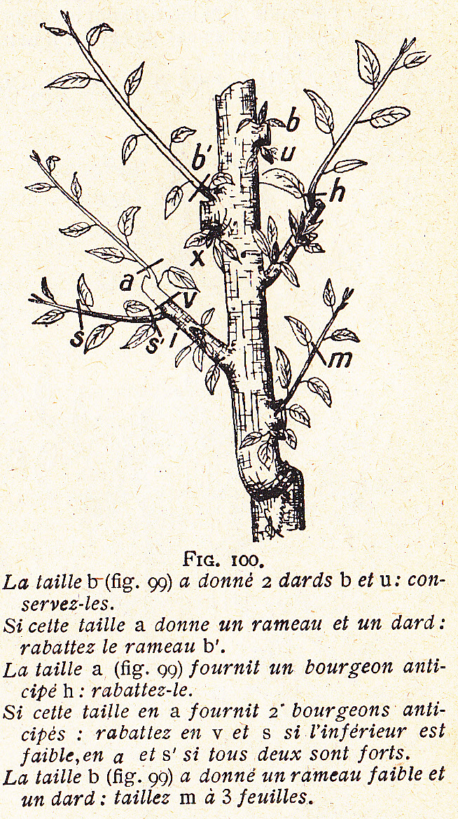 Jardin d'Histoire: La taille Lorette