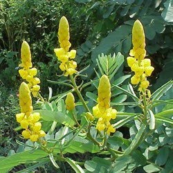 Akapulko ~ Herbal Medicine