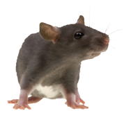 Dedetizadora Manaus Controle de Pragas