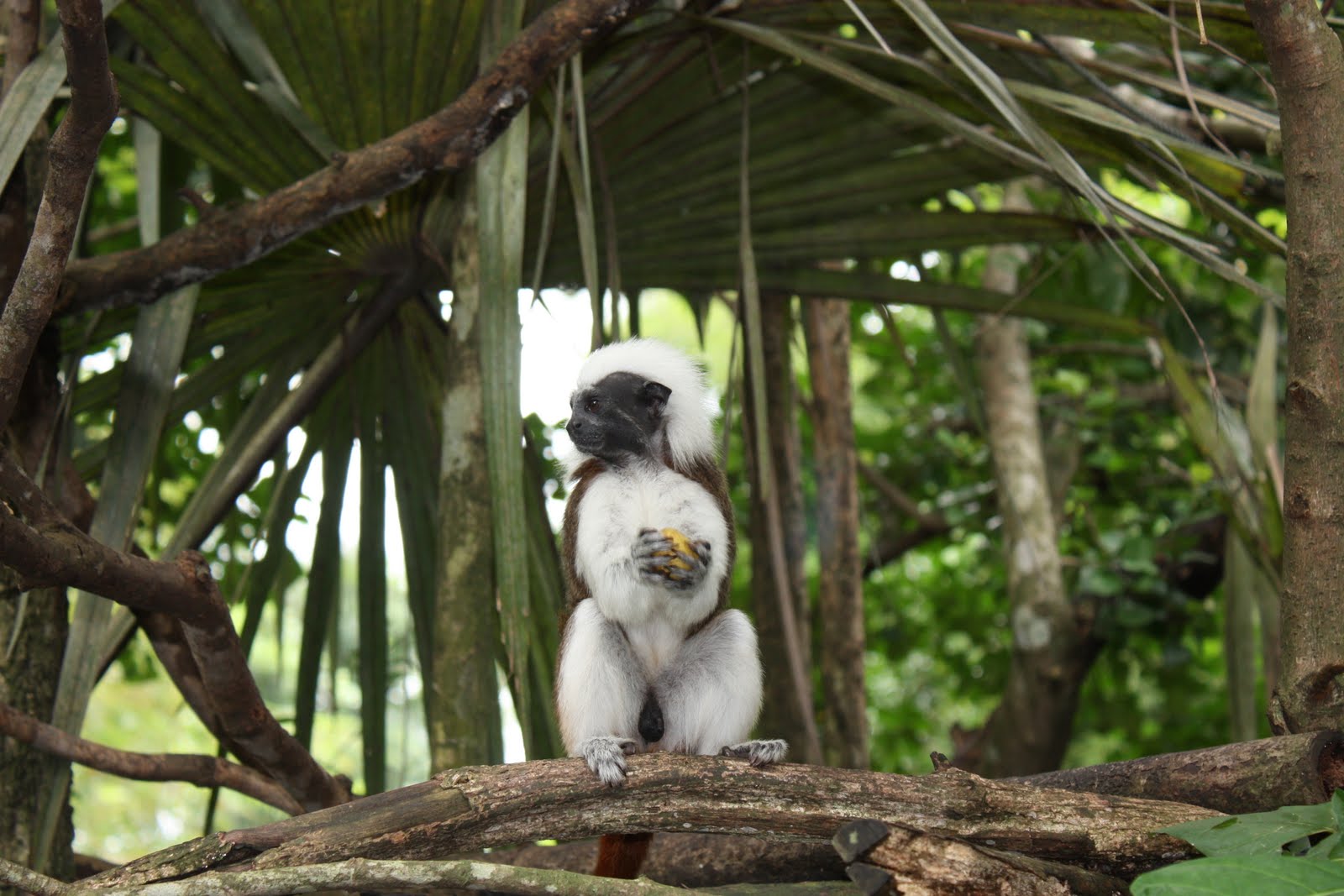 Singapore Zoo & Night Safari ~ Travelz mania