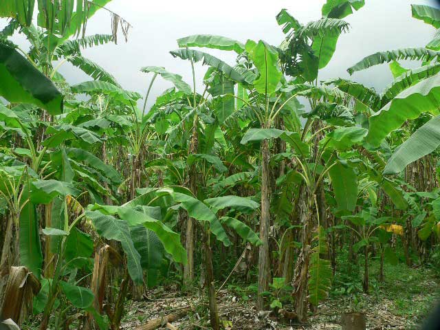 Organic Banana Trees: Benefits of Bananas! Trees for Sale!