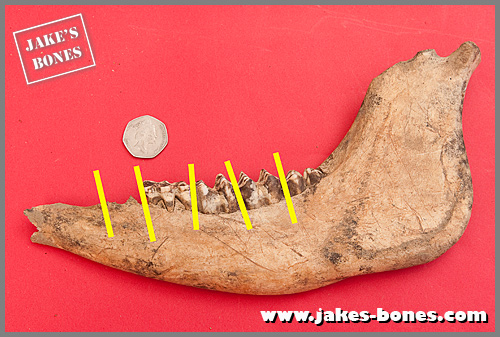 The archeological bones, part 2: the teeth : Jake's Bones