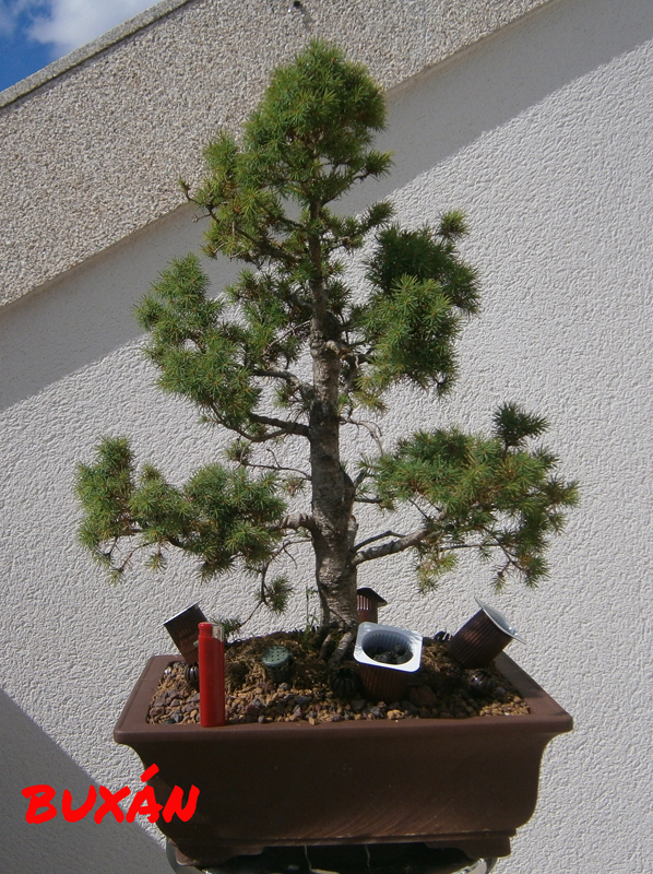 Una picea para un principiante - Picea glauca conica ~ Bonsai práctico
